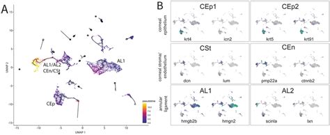 Pseudotime Analysis Of Purified Asm Cells During Early As Development Download Scientific