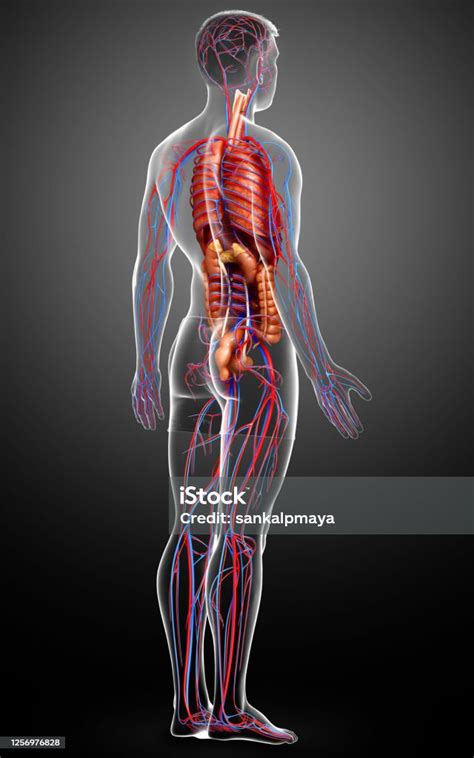 3d 는 남성 순환 시스템 및 내부 장기의 의학적으로 정확한 그림을 렌더링 3차원 형태에 대한 스톡 사진 및 기타 이미지 3차원 형태 건강관리와 의술 대동맥 Istock