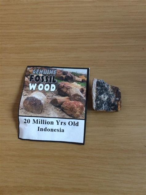 Found In Northern Arizona What Is It Fossils