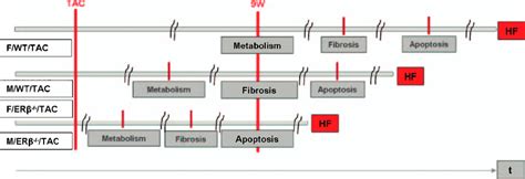 Hypothetic Model Female Sex And Erb Influence The Progression From