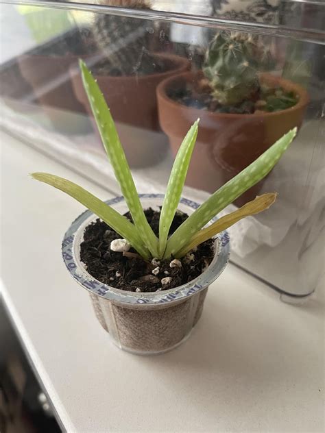 This Little Aloe Prop Hasnt Grown In A Year New Leaves Come Out But