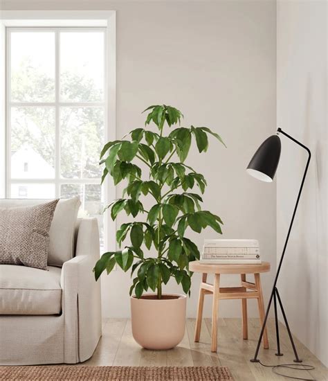 Types Of Schefflera Plants Easyplant