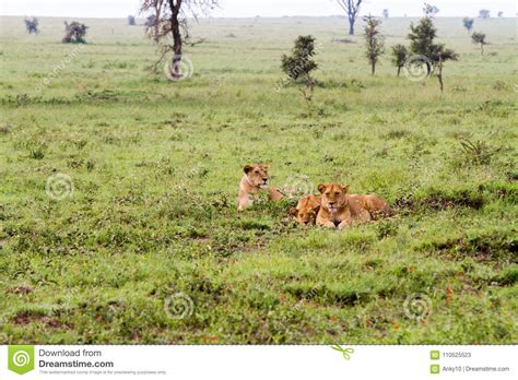 Panthera Africano Do Leste Leo Das Leoas Na Grama Imagem De Stock
