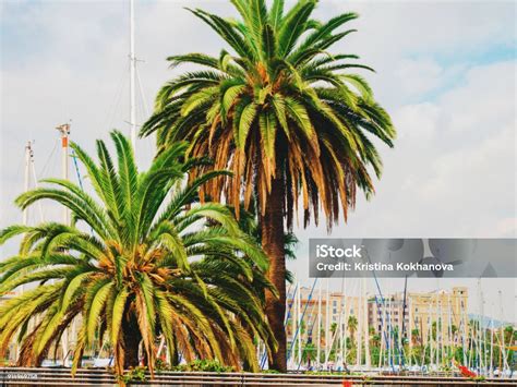 두 개의 높은 날짜 팜 나무와 몇 가지 다른 요트 하늘과 배경에 건물 공간 복사 0명에 대한 스톡 사진 및 기타 이미지 0명 거리 사진 이미지 Istock