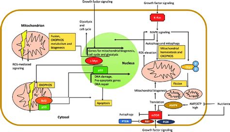 Onco And Tumor Suppressor Genes Affect The Mitochondrial Status In Download Scientific Diagram