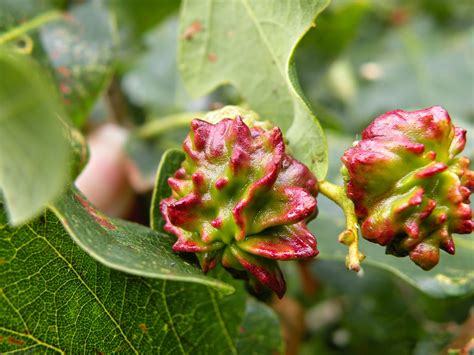 What Is A Gall Plant How To Identify Plant Galls Fzfjk