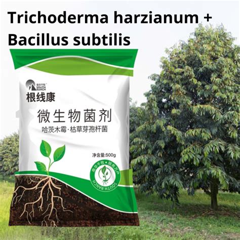 Trichoderma Harzianum Bacillus Subtilis 根线康枯草芽孢杆菌 哈茨木霉菌 复合微生物菌 Tricho