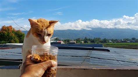 Cat Kucing Free Photo On Pixabay Pixabay
