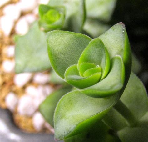 Crassula Conjuncta Succulent City
