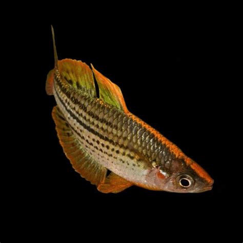 Rainbow Fish Aquatropics