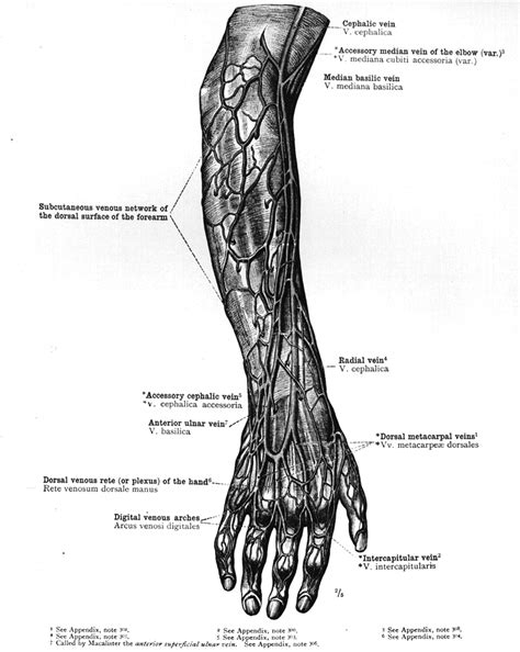 Cephalic Vein Access