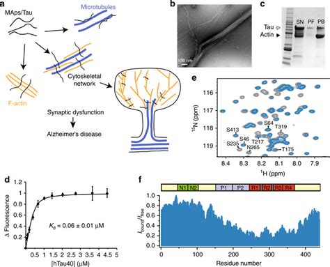 Tau Interacts With And Bundles Filamentous Actin A Schematic