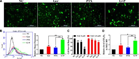 Geridonin And Paclitaxel Act Synergistically To Increase Ros Levels In