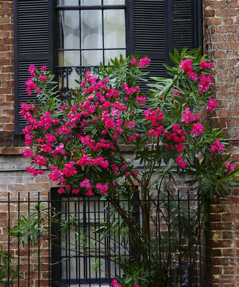 Oleanders Growing Guide Tips For These Flowering Shrubs Gardeningetc