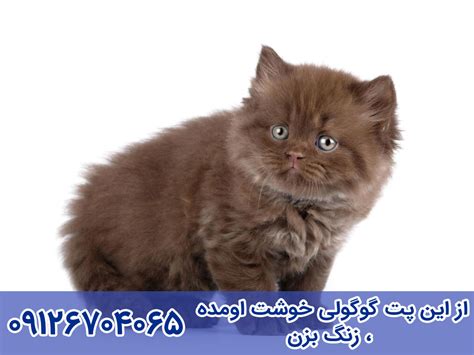 گربه بریتیش لانگ هیر British Longhair پت مشاور