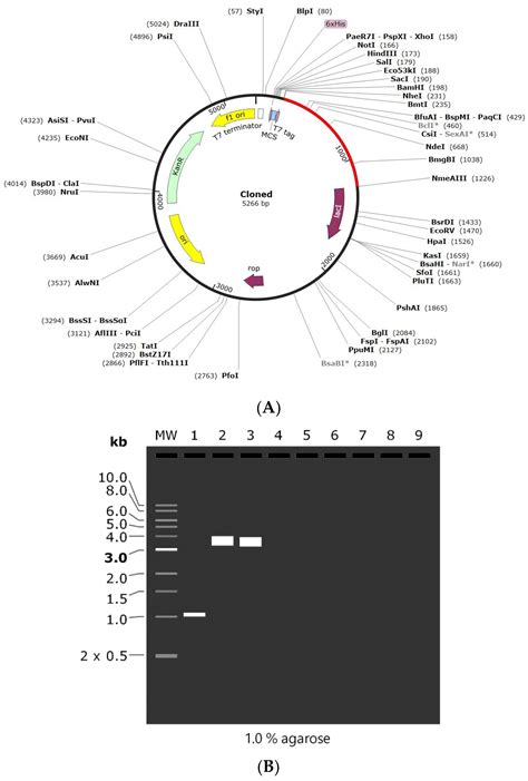 Design And In Silico Validation Of A Novel Mzf 1 Based Multi Epitope Vaccine To Combat