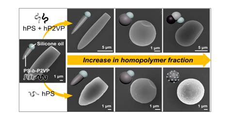 Effect Of Homopolymers On Phase Separation Dynamics In Multicompartment Block Copolymer Colloids