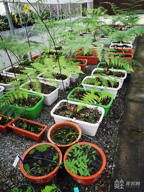 “金毛狗蕨” 属国家二级保护植物 一挖采售卖团伙被打掉我苏网