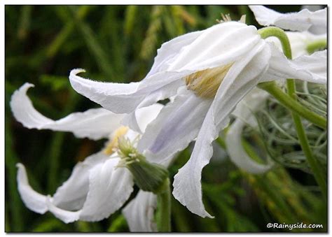 Clematis Hakuree Clematis Clematis Vine Clematis Varieties