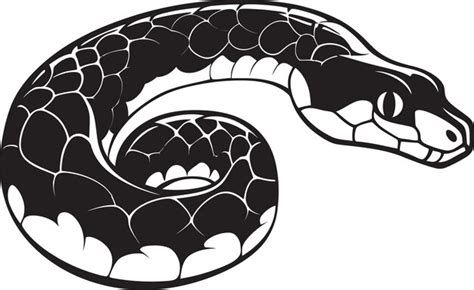 Serpents Elegance A Comprehensive Depiction Of Pythons Graceful Form