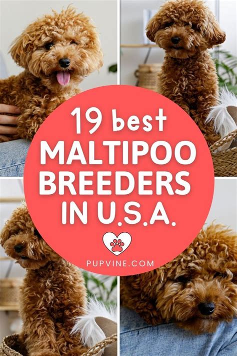 Maltipoo Breeders Artofit
