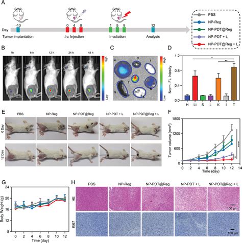 Biodistribution And Anticancer Effect Of Np‐pdt Reg In Vivo A Download Scientific Diagram