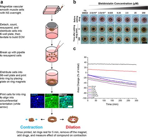 N3d Publishes Innovative Assay Using 3d Bioprinted Cells For