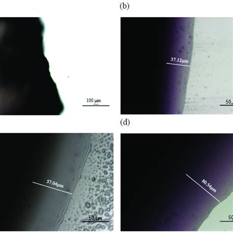 Micrograph Of An Apple Cross Section Coated With A Control B Download Scientific Diagram