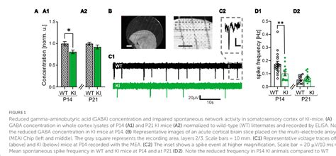 Figure 1 From Tonic Activation Of Gabab Receptors Via Gat 3 Mediated