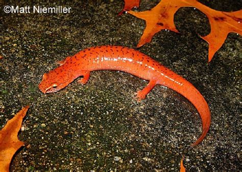 Spring Salamander State Of Tennessee Wildlife Resources Agency