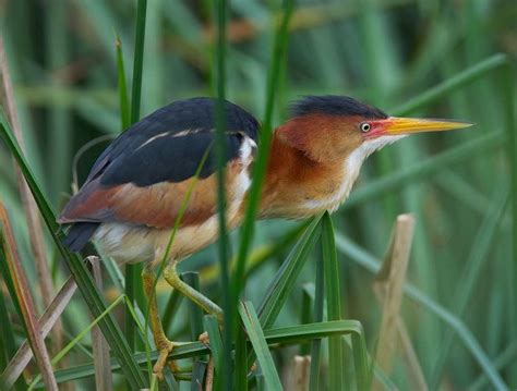 Least Bittern Alchetron The Free Social Encyclopedia