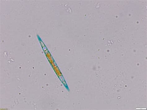 Roscoff Culture Collection Marine Microalgae Macroalgae Protists Bacteria And Viruses