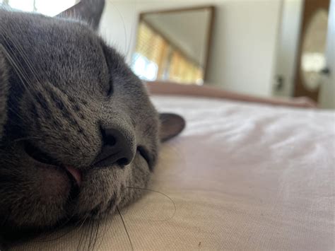 Stay On Task Stay On Task Stay On Task Ooooh A Kitty Start A New