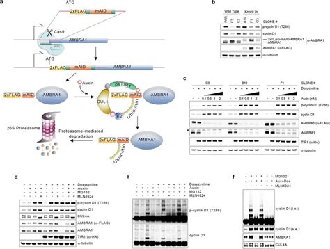 Depletion Of Ambra1 Using The Auxin Inducible Degron System A