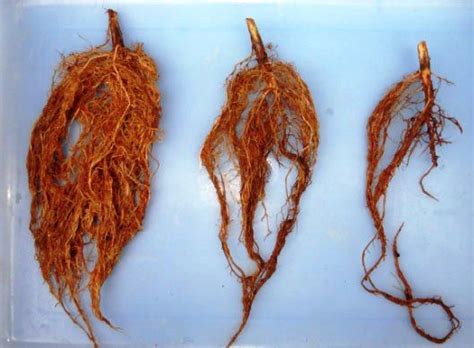 Nematóide Das Lesões Pratylenchus Brachyurus