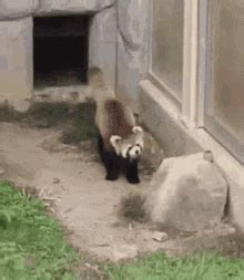 Red Panda Scared 
