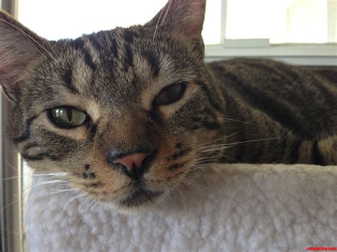 I Heard I D Get Famous For Being Grumpy Is It Working Cute Cats Hq