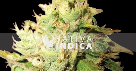 Gorilla Glue 4 Feminized Cannabis Seeds