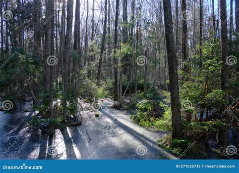 Winter Landscape Of Frozen Riparian Stand In Sun Stock Image Image Of