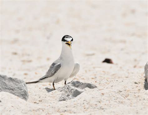 Jon Hauge Photographer Gulf Shoresorange Beach Wildlife