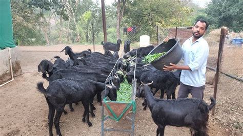 Sangamneri Goat