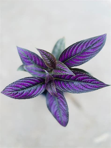 Purple Persian Shield Plant Strobilanthes Dyeriana Royal Purple Plant