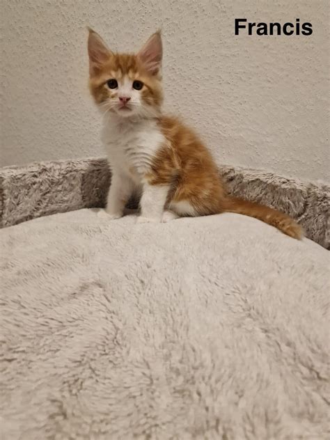 Maine Coon Kitten Mit Stammbaum Tiermarkt Net