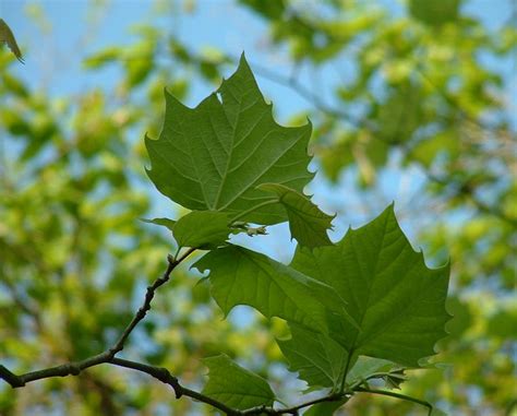 Sycamore Maple Halka Nurseries