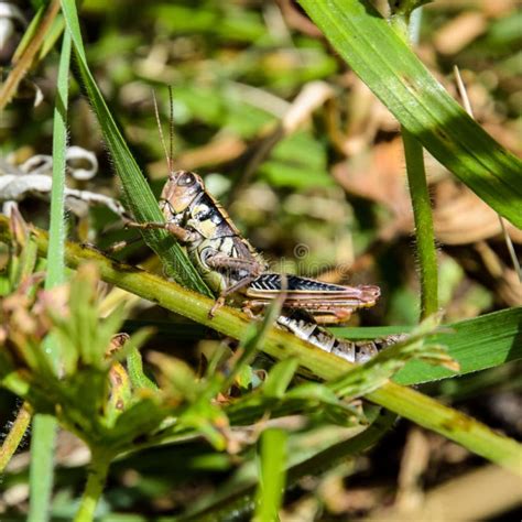 Grasshopper On The Grass Macro Photo Of Green Grasshopper On Grass In