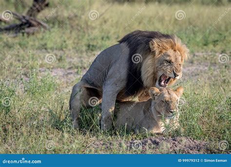 Lions Mating Stock Image 64136929
