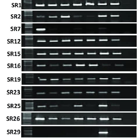 Q Pcr Amplification Plot From A 10 Fold Serial Dilution Of The Plasmid Download Scientific