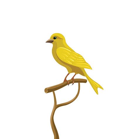 Royalty Free Canary Clip Art Vector Images And Illustrations Istock
