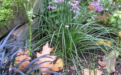 Herbaceous Plant Identification Guide