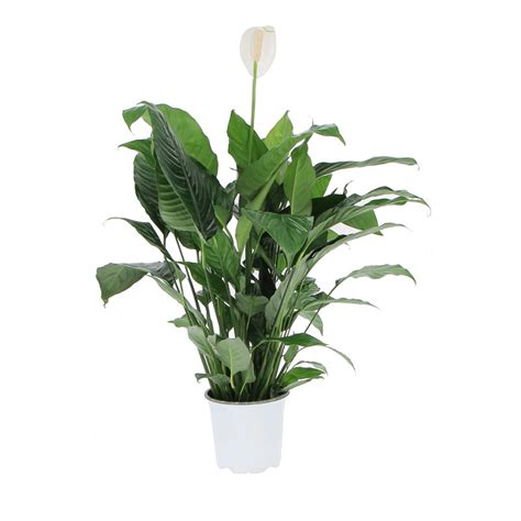Spathiphyllum Flora Toscana Soc Agr Coop